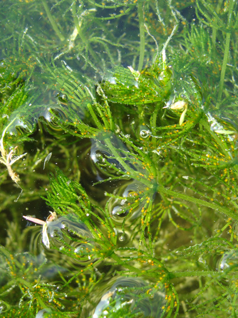 Freshwater alga, Chara sp.